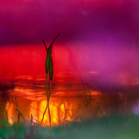 Featured Artist Eva Polak | Artsy Shark