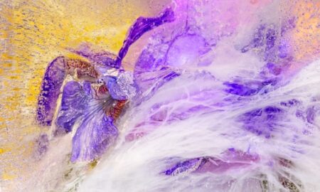 Vibrant Flowers in Ice Photography by Elizabeth Bruders I Artsy Shark
