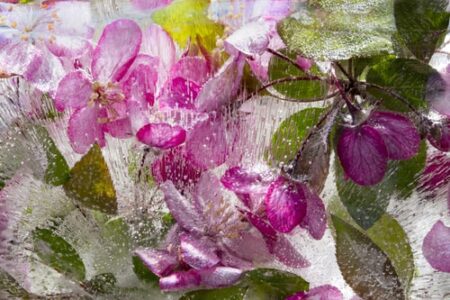 Vibrant Flowers in Ice Photography by Elizabeth Bruders I Artsy Shark