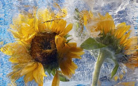 Vibrant Flowers in Ice Photography by Elizabeth Bruders I Artsy Shark