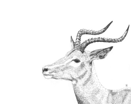 Animal Portraits in Pen and Ink by Rebecca Bosch I Artsy Shark