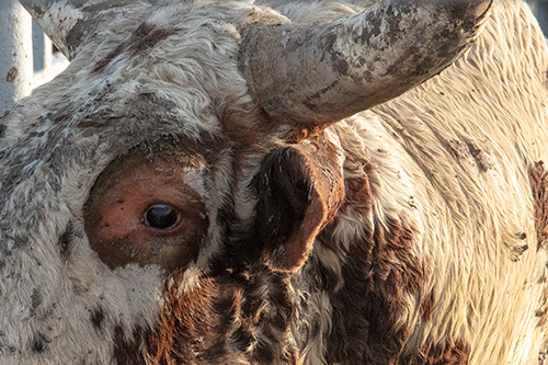 Featured Artist David Zlotky | Artsy Shark